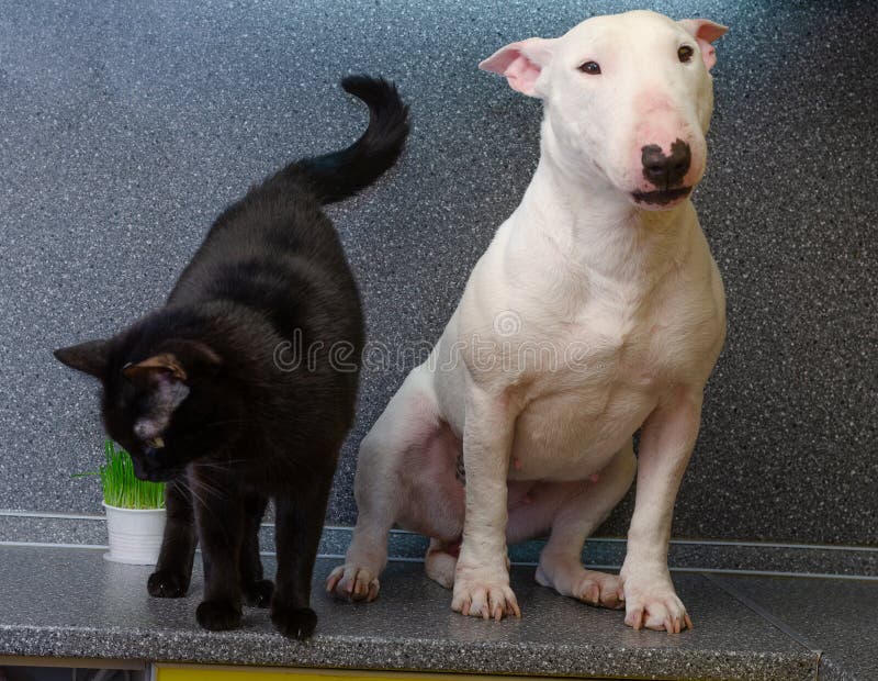 White Bull Terrier and Black Cat Stock Image - Image of studio, cute ...