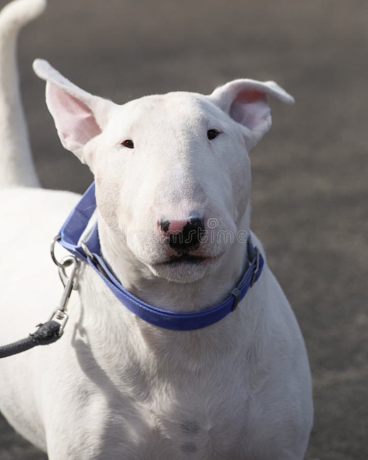 White Bull Terrier Head Shot Stock Image - Image of mbtca, outdoors ...