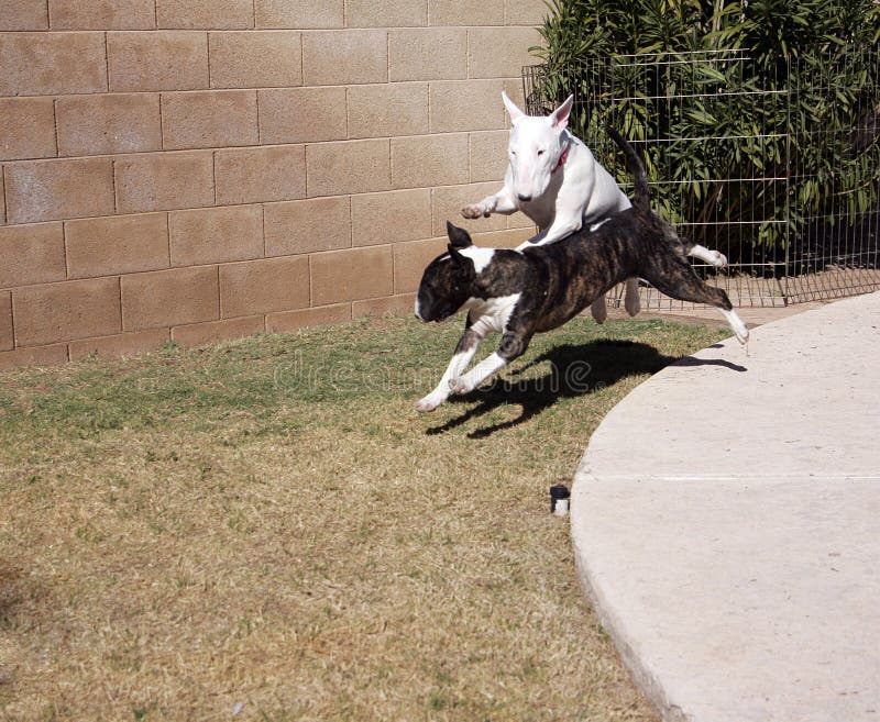 Bull Terriers playing stock image. Image of ears, lovable - 30043179