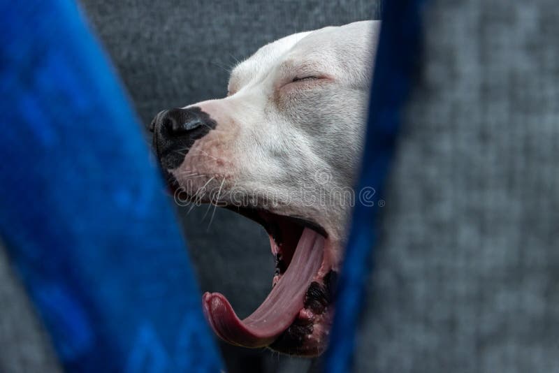 Pitbull Bus Di Stock Photos - Free & Royalty-Free Stock Photos from ...