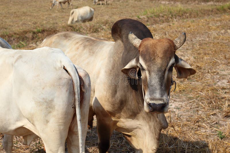 White Bull stock photo. Image of background, grass, farm - 86672002