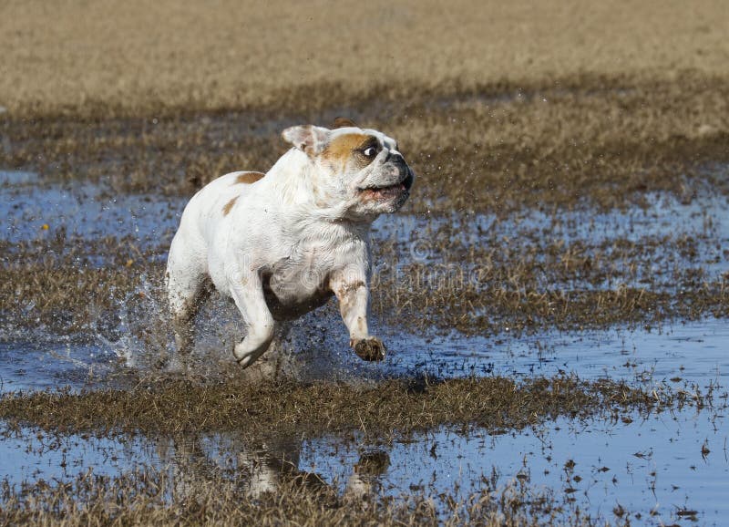 Bulldog Running Around the Pool Stock Photo - Image of clear, canine ...