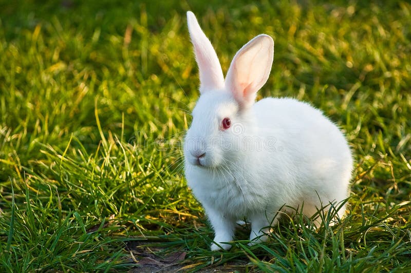 White bunny stock photo. Image of green, lawn, bunny - 24900324