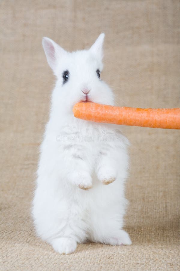 White bunny stock photo. Image of food, fluffy, rabbit - 4432290