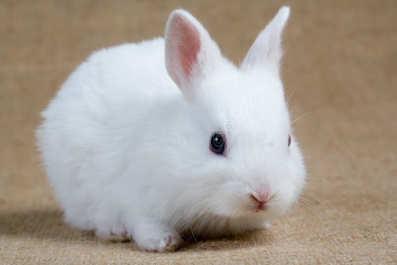 White bunny stock image. Image of gnaw, young, domestic - 4432663