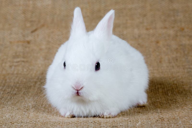 White bunny stock image. Image of animal, domestic, cute - 4432679