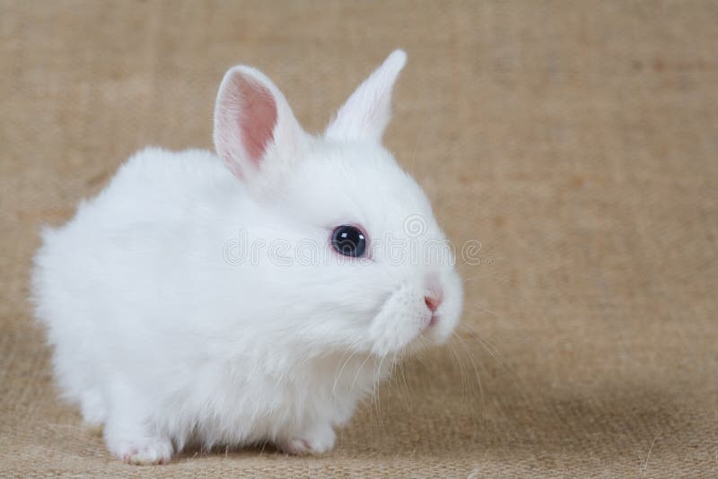 White bunny stock photo. Image of little, vegetables, rabbit - 4432738