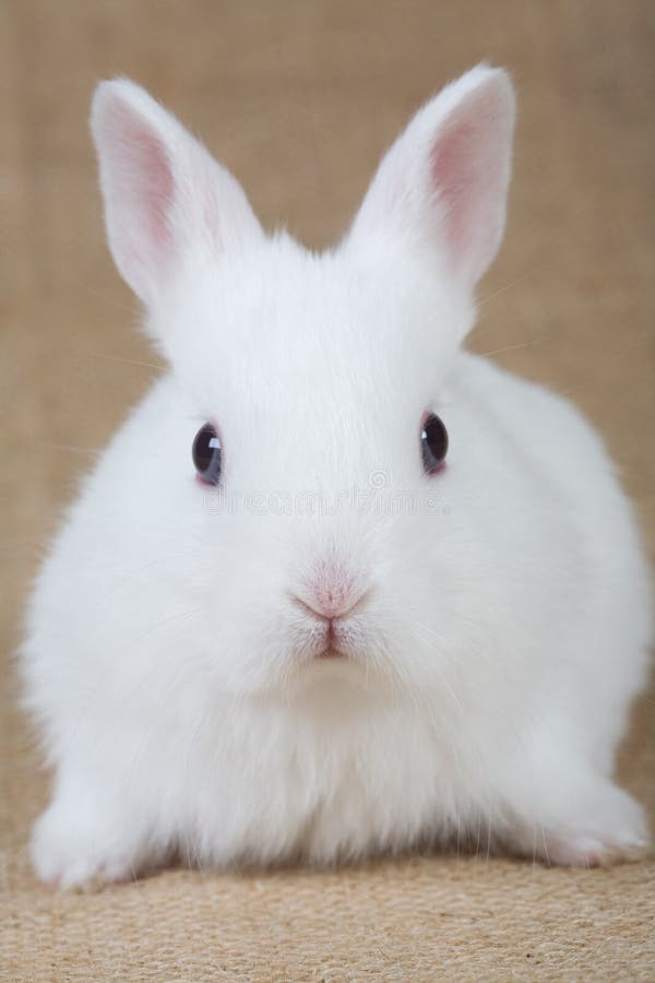White bunny stock image. Image of gnaw, young, domestic - 4432663