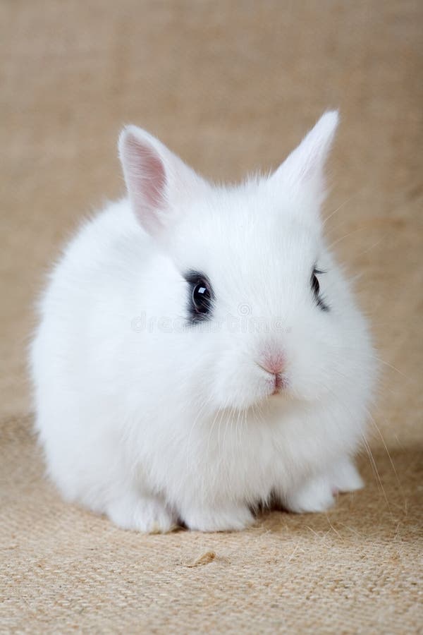 White bunny stock image. Image of gnaw, young, domestic - 4432663