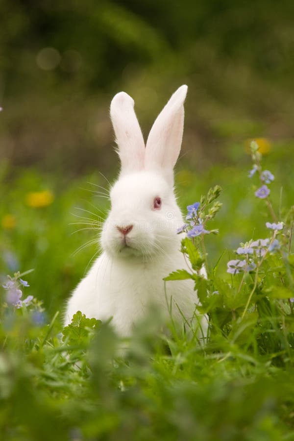 White bunny stock image. Image of grass, eyes, ears, animal - 5530091