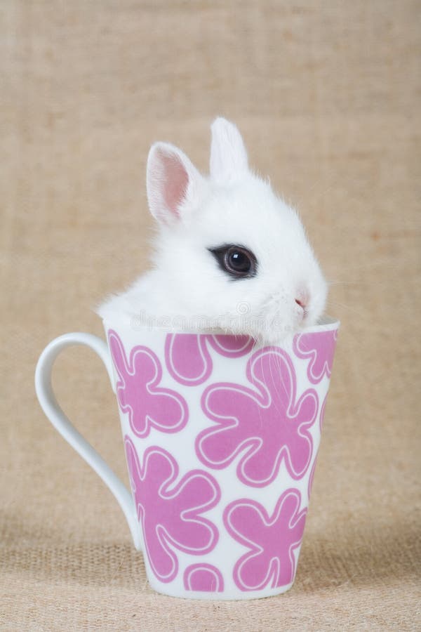 White bunny in the cup stock image. Image of fleecy, young - 4504187