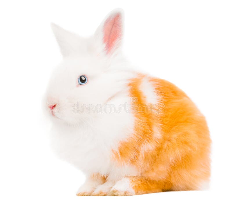 White Bunny Easter Rabbit Isolated on White Background Stock Photo ...