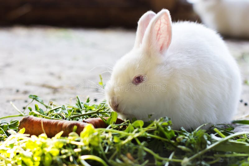 White Bunny Eating Grass and Carrots Stock Photo - Image of cuddly ...
