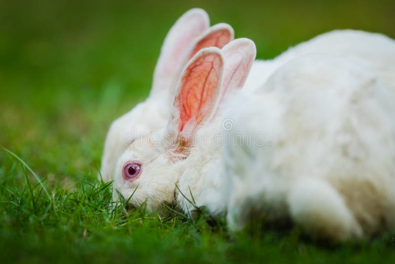 White Bunny eating grass stock photo. Image of animal - 169608554