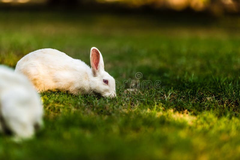 White Bunny eating grass stock image. Image of happy - 105865563