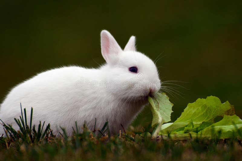 Rabbit eats cabbage stock photo. Image of rabbit, animal - 16364218