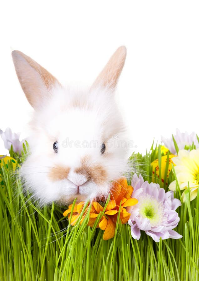 White Bunny in Green Grass with Flowers and Easte Stock Image - Image ...