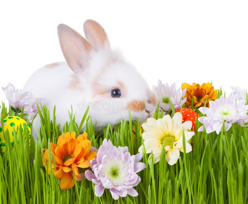White Bunny in Green Grass with Flowers and Easte Stock Image - Image ...