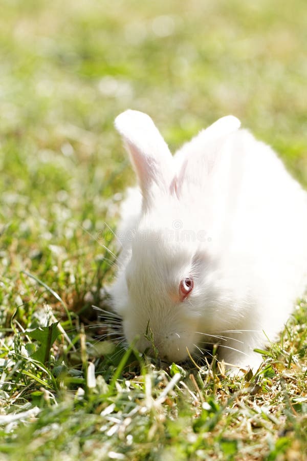 White bunny stock photo. Image of garden, wild, fluffy - 53254260