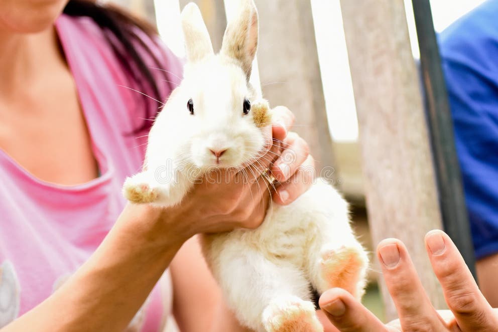 White bunny in hands stock image. Image of animal, white - 55868741