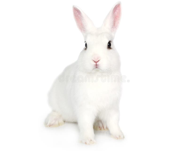 White Bunny Isolated on White Stock Image - Image of bunny, small: 88035223
