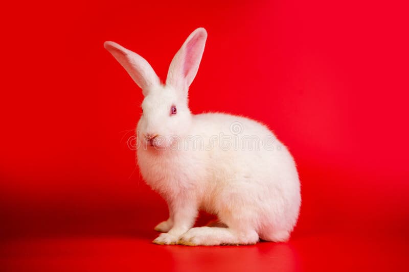 White Bunny Portrait on Red Background with Copyspace. Easter Bunny ...