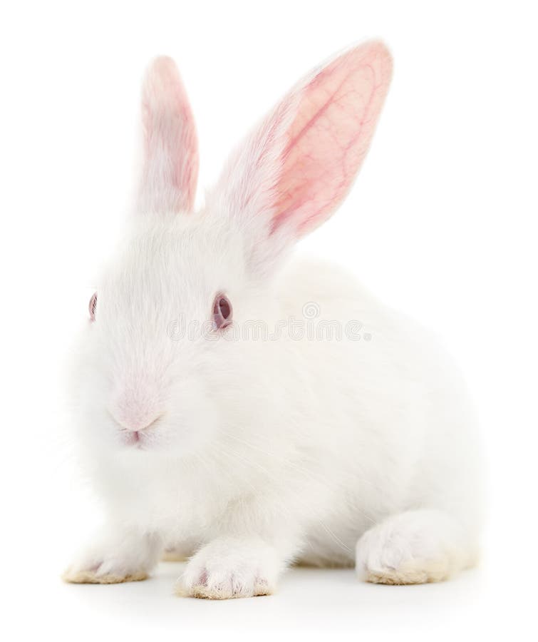 Curious little white bunny stock photo. Image of adorable - 22213326