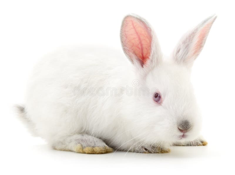 White bunny rabbit. stock image. Image of animals, agriculture - 69478399
