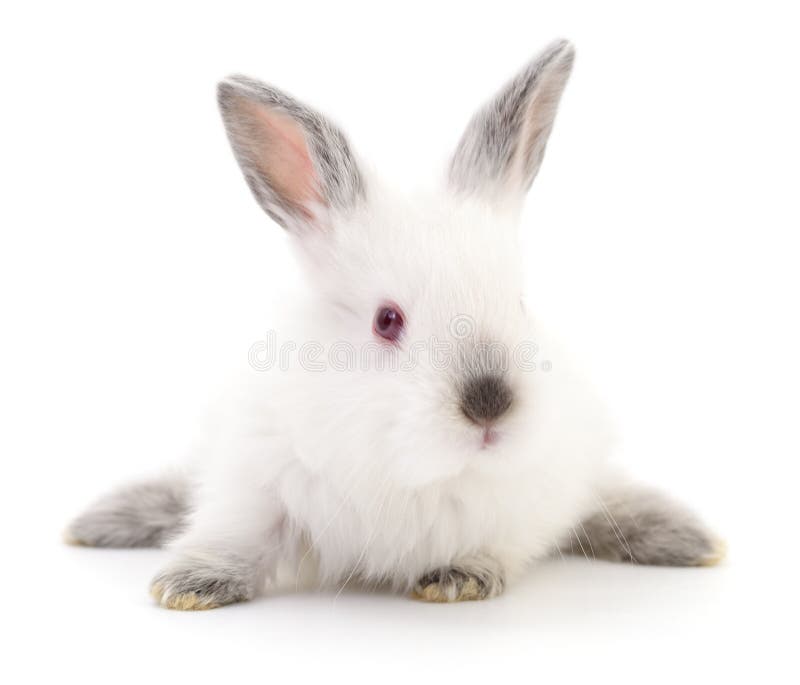 White bunny rabbit. stock image. Image of cute, sitting - 69715683