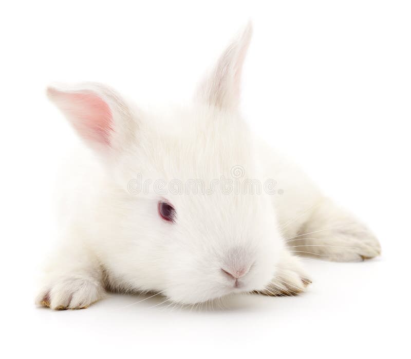 White bunny rabbit. stock image. Image of cute, sitting - 69715683