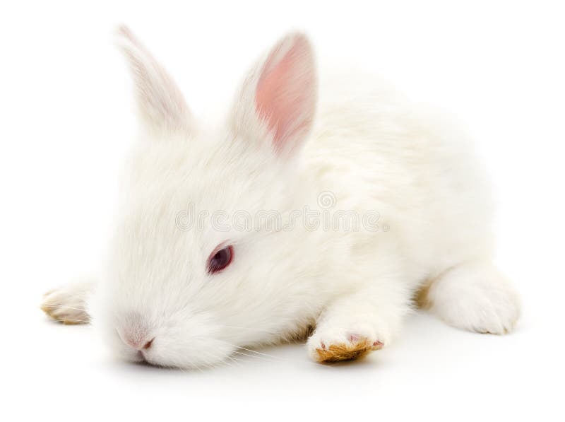 White bunny rabbit. stock image. Image of animals, beauty - 78541445