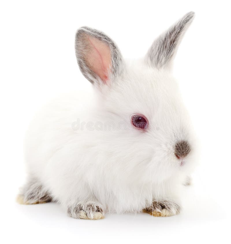 White bunny rabbit. stock image. Image of cute, sitting - 69715683