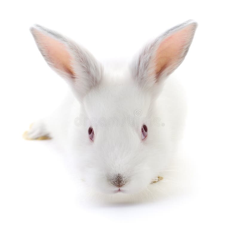 White bunny rabbit stock image. Image of single, cute - 191681817