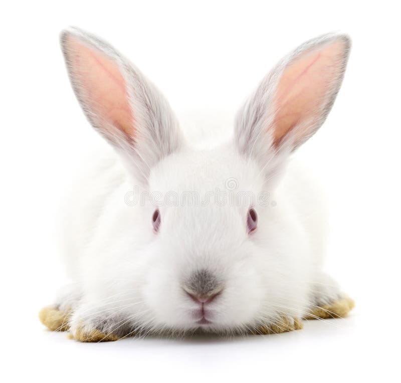 White bunny rabbit. stock image. Image of white, closeup - 74231159