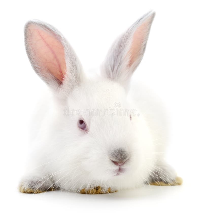 White bunny rabbit. stock photo. Image of beauty, pets - 77599596
