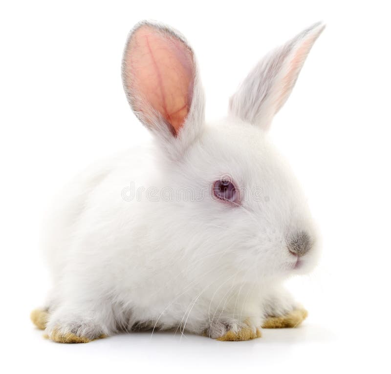 White bunny rabbit. stock image. Image of small, pets - 87468291