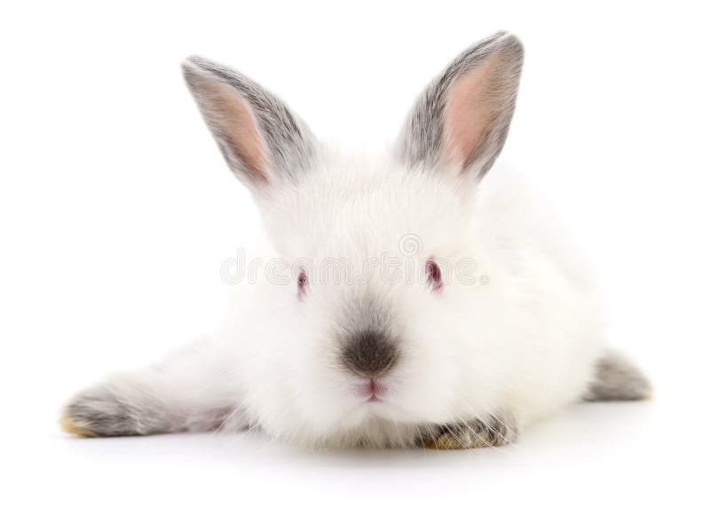 White bunny rabbit. stock image. Image of cute, sitting - 69715683