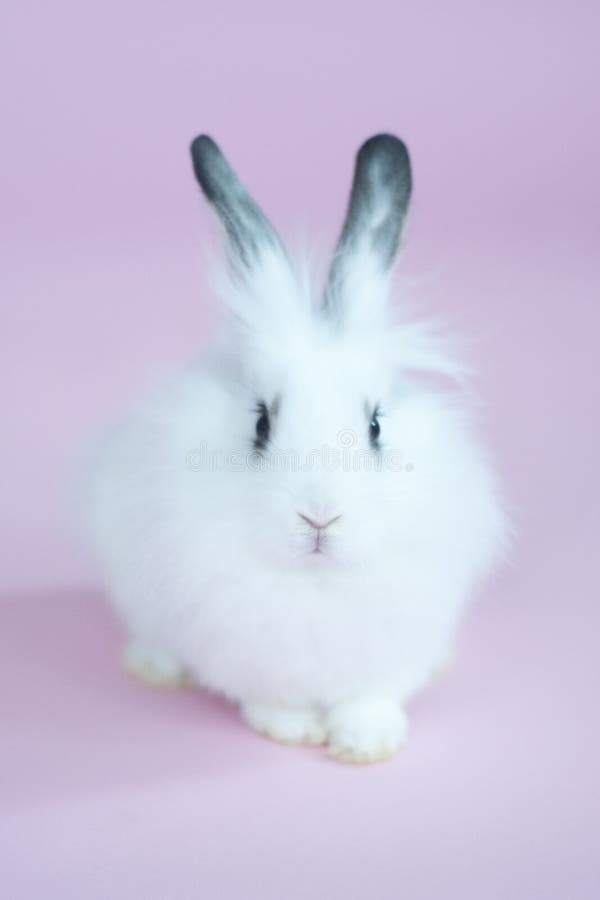 White Bunny Rabbit on a Pink Background Stock Photo - Image of rabbit ...