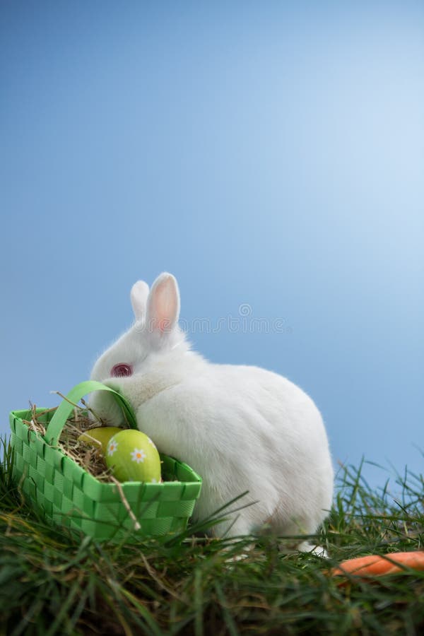 White Rabbit Sitting Behind Easter Eggs In Green Basket Stock Photo ...
