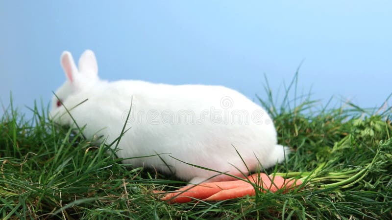 White Bunny Rabbit Sniffing Around the Grass with Some Carrots Stock ...