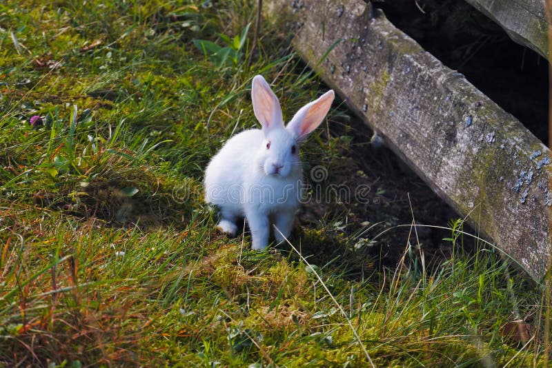 White bunny stock photo. Image of small, cute, hare - 242045858