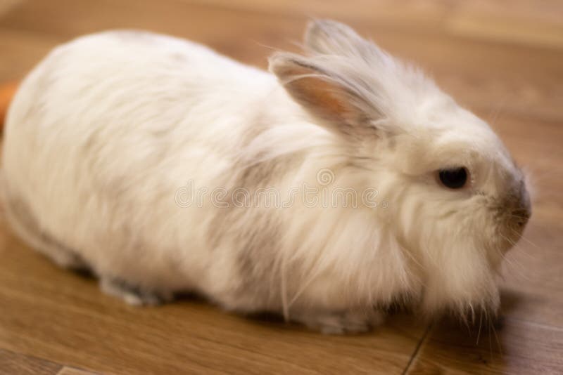 277 Side View Cute Little White Bunny Stock Photos - Free & Royalty ...