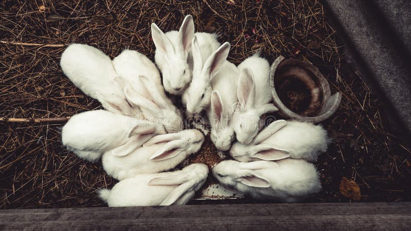White Bunny Sitting on a Downed Tree, Rabbits on Top Stock Photo ...