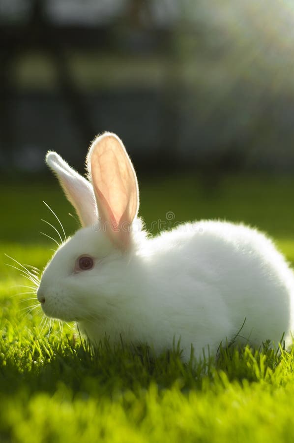 White bunny stock image. Image of eyes, little, animal - 70184003