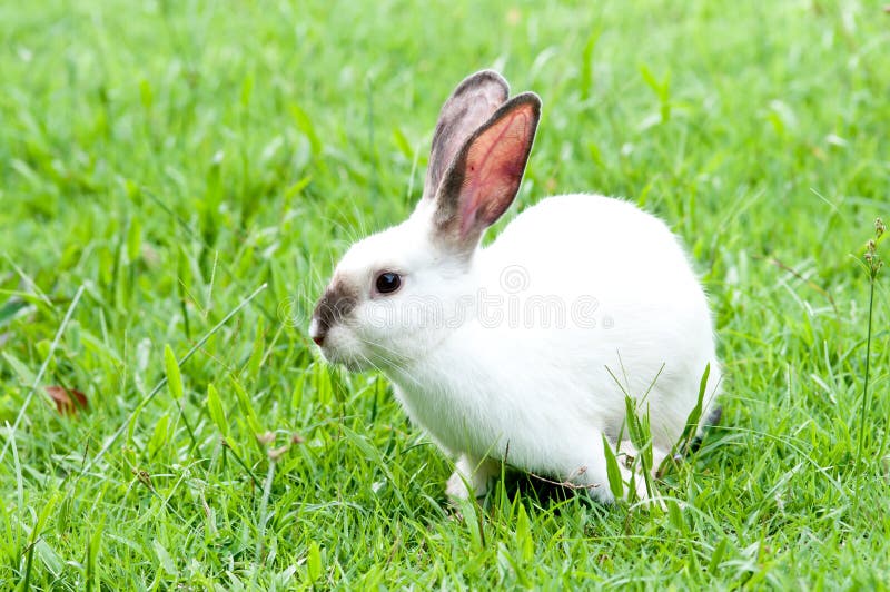 White Bunny on the Yard White Rabbit Stock Image - Image of large ...