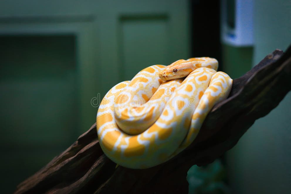 White Burmese Python, Monocellate Burmese Python Stock Image - Image of ...