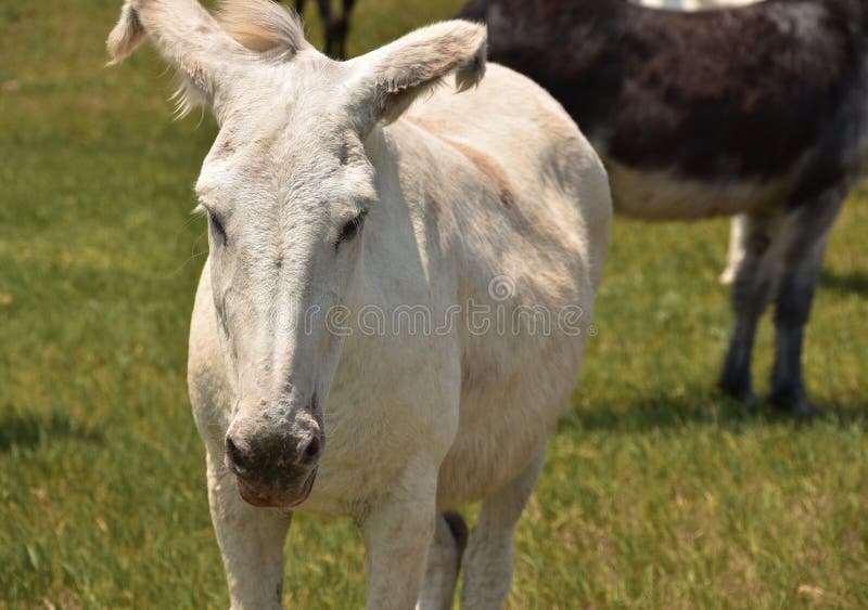 Looking into the Face of a White Burro with Bent Ears Stock Image ...