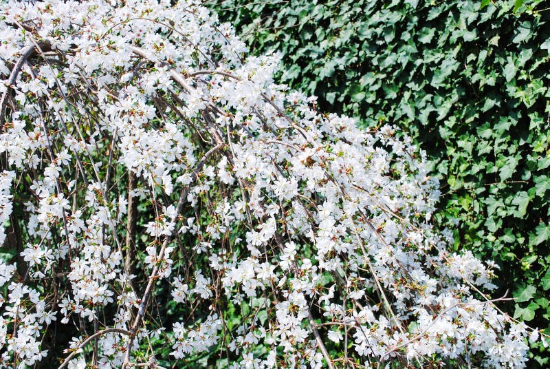 White bush flowers stock image. Image of flowers, springtime - 24397249