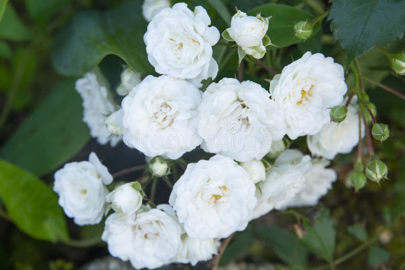 White Bush Rose in the Garden Stock Image - Image of pink, park: 325787265