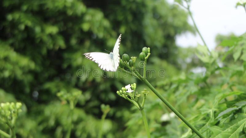 White Butterflies Flying on the Leaves Stock Video - Video of resting ...